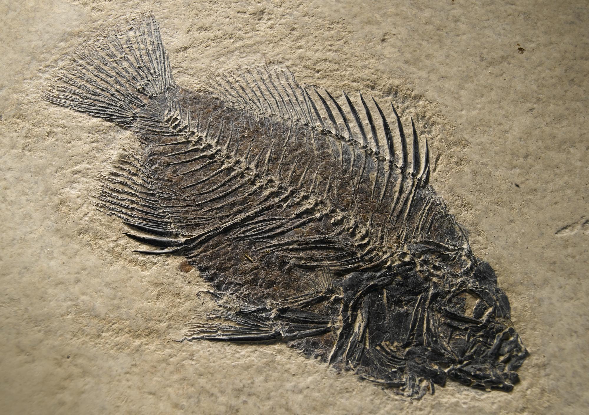 Priscacara liops - Ray-Finned Fish